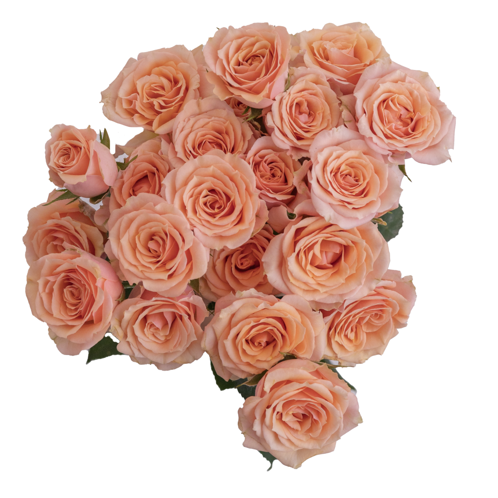 Baby Rosever - Ponte Tresa