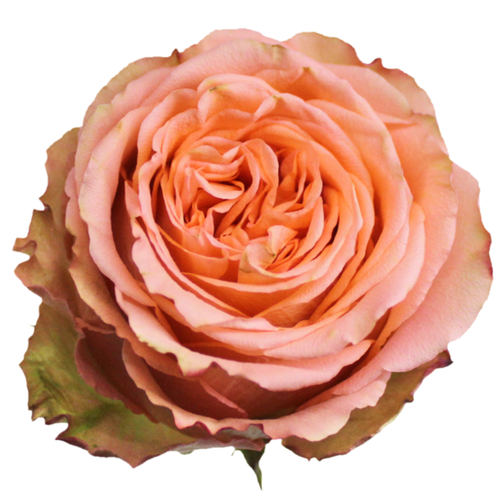 Garden Look Roses - Ponte Tresa