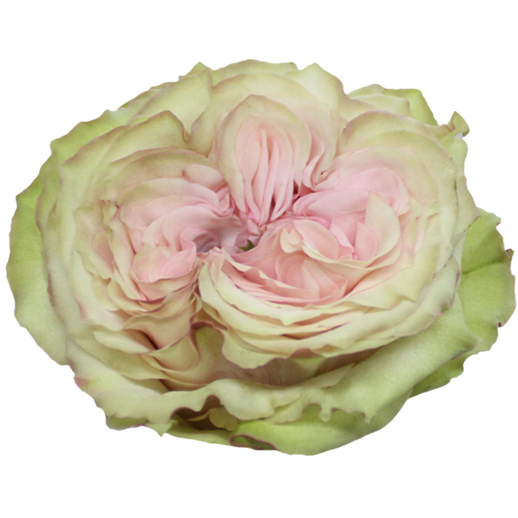 Garden Look Roses - Ponte Tresa