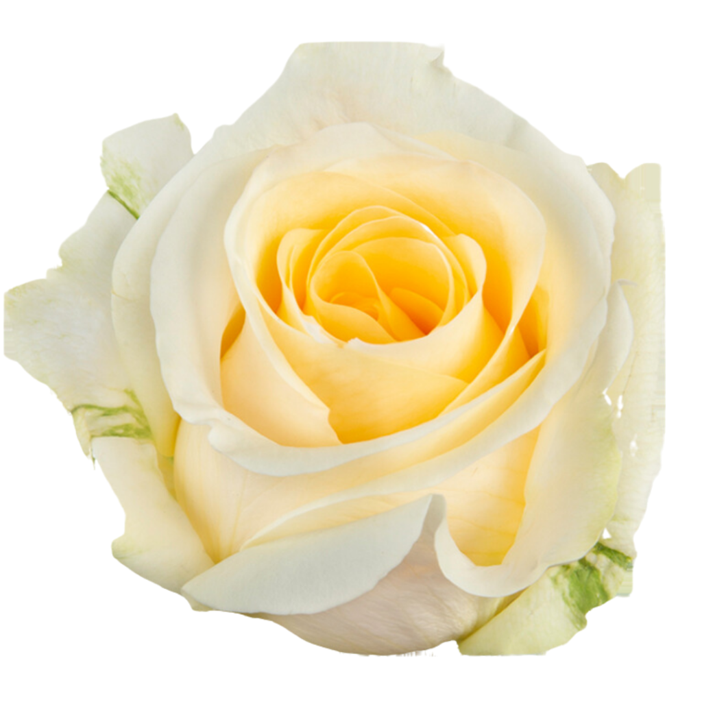 Premium Roses - Ponte Tresa