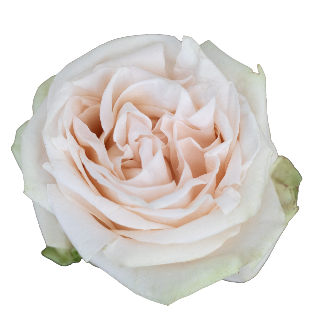 Garden Spirit - Ponte Tresa