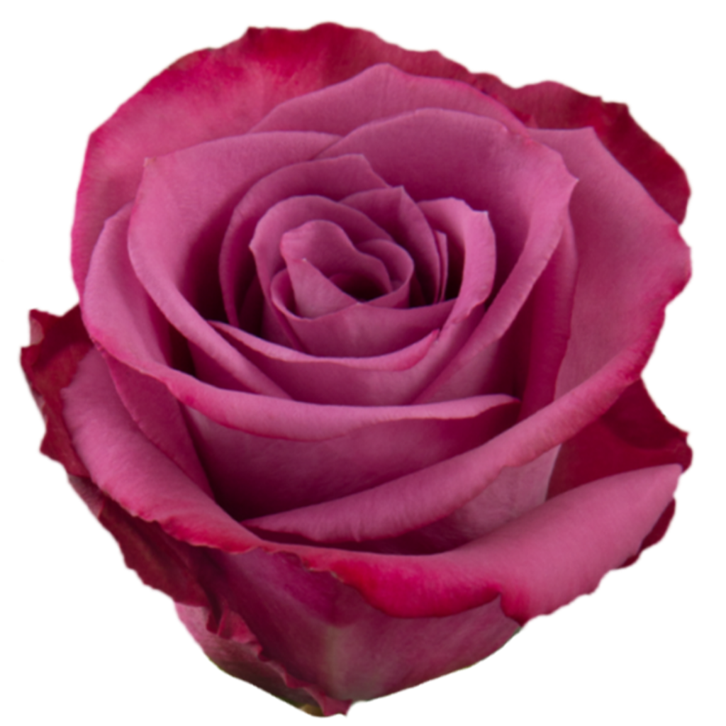 Piacere - Ponte Tresa