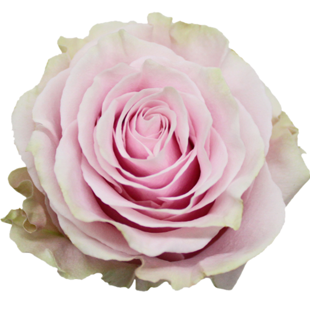 Pink Mondial - Ponte Tresa