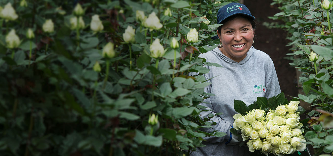 Home - Welcome! We are Ponte Tresa, Premium Rose Growers