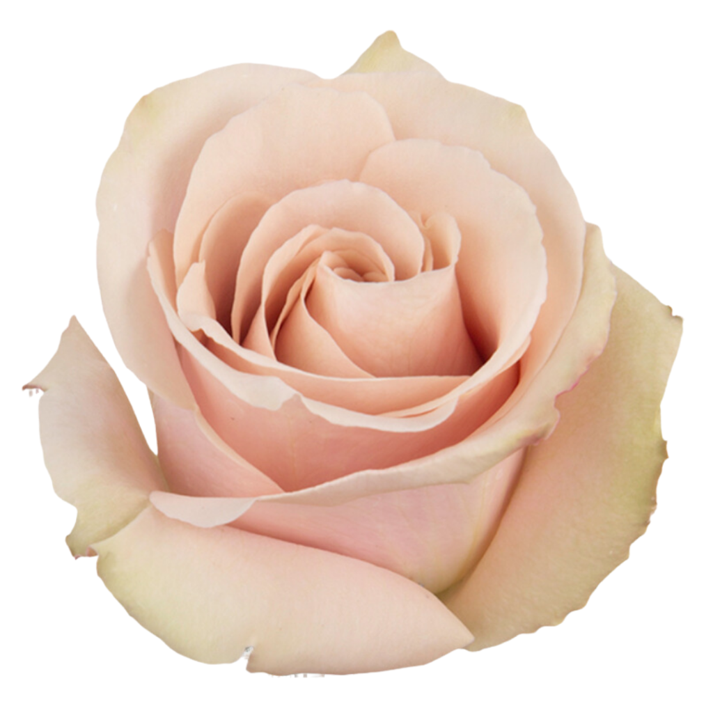 Quicksand - Ponte Tresa