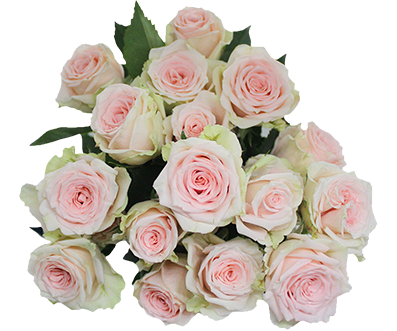 Home - Welcome! We are Ponte Tresa, Premium Rose Growers