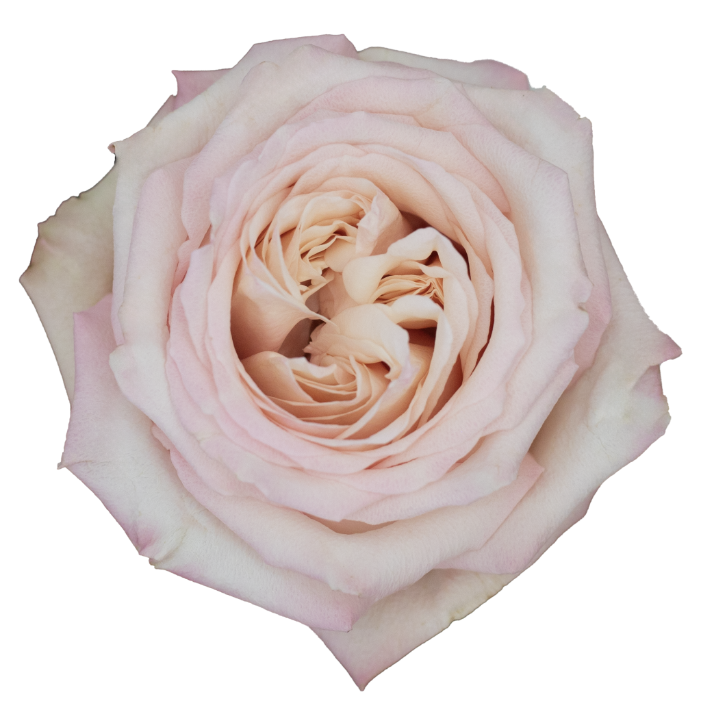 Sandstorm - Ponte Tresa