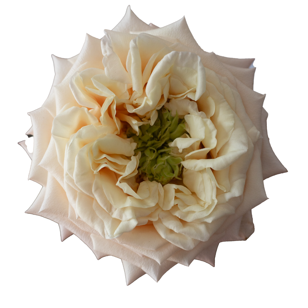 Sandstorm - Ponte Tresa