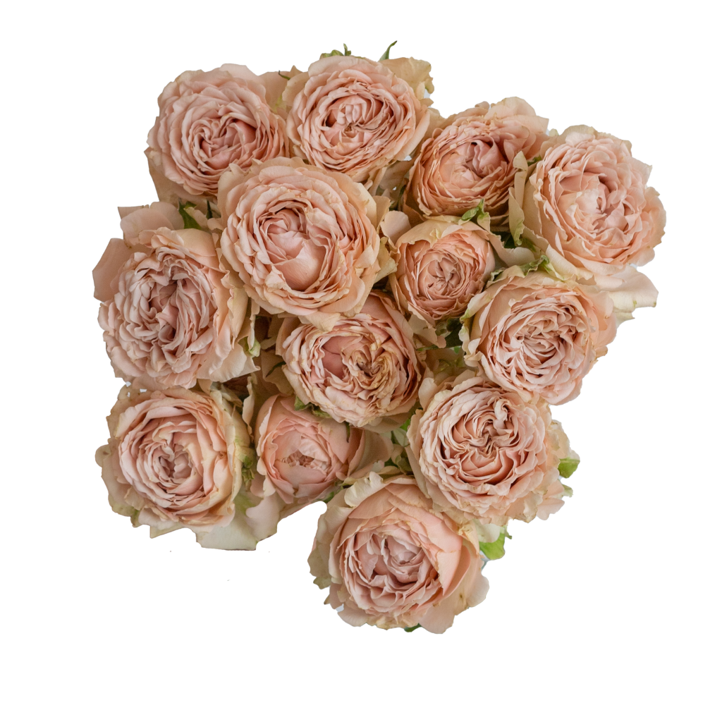 Be Generous - Ponte Tresa