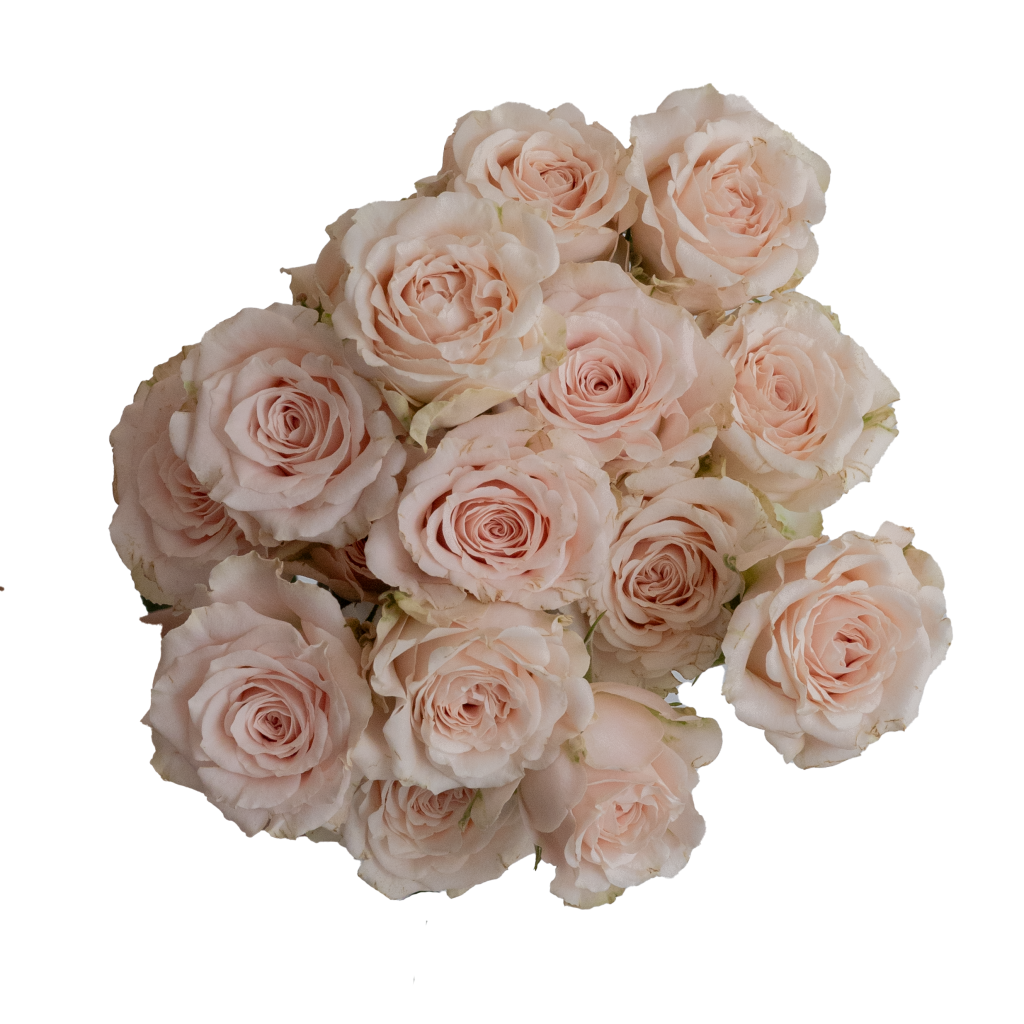 Brilliant Stars Volans - Ponte Tresa