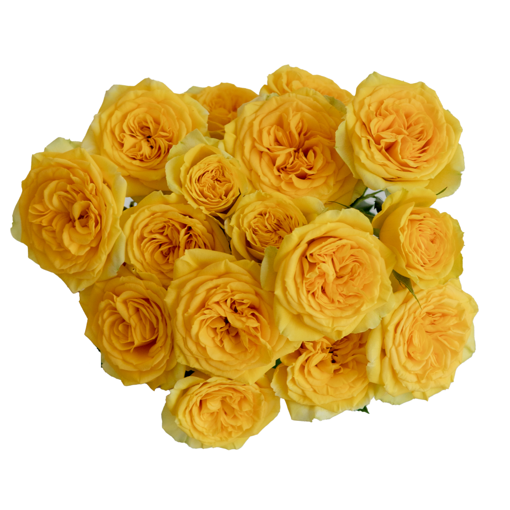 Brilliant Stars Leo - Ponte Tresa