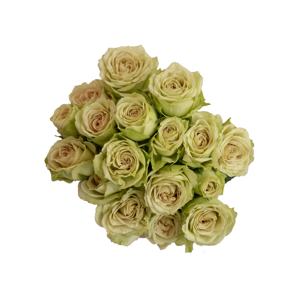 Green Rosever - Ponte Tresa