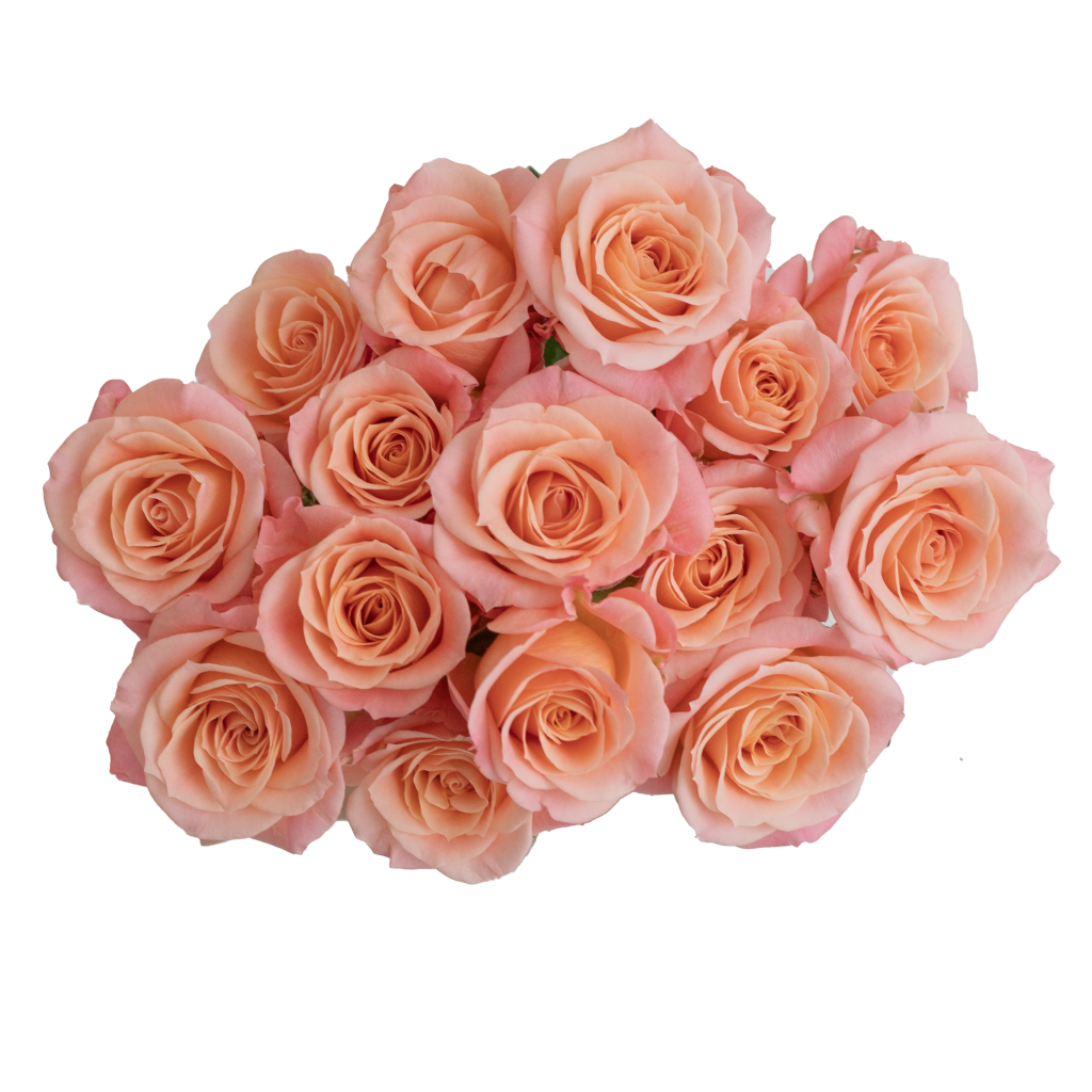 Peachy Pink Jewel - Ponte Tresa