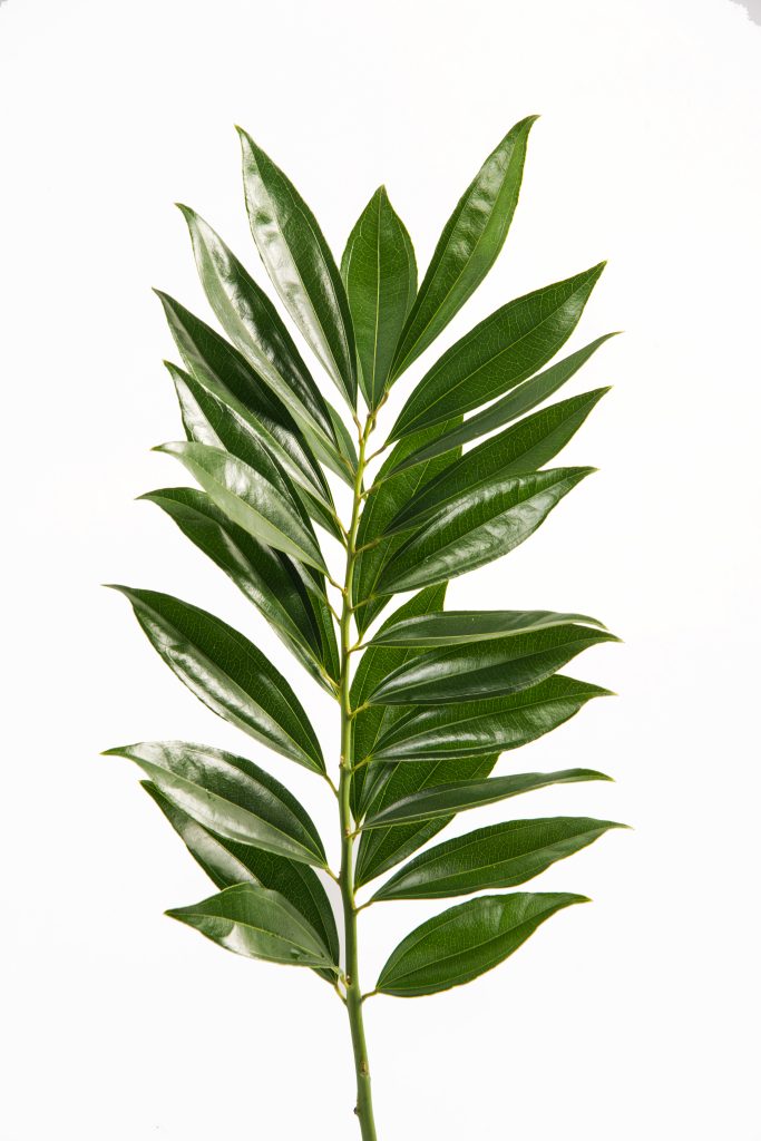 Foliage Cocculus - Ponte Tresa