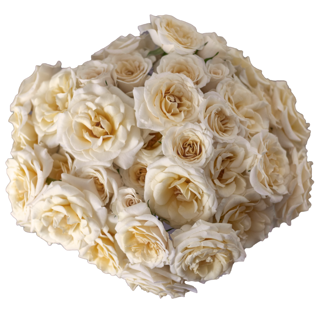 New Moon - Ponte Tresa